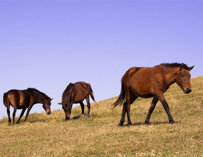 The Wild Horses of Cape Toi | Culture | Metropolis Magazine Japan