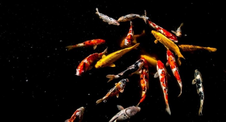Japanese Goldfish (Kingyo): The Underrated Cousin of the Koi ...