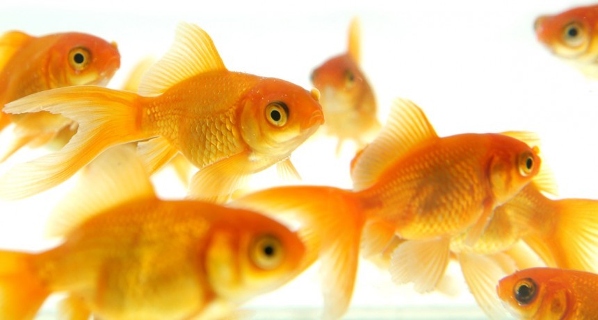 Japanese Goldfish (Kingyo): The Underrated Cousin of the Koi ...