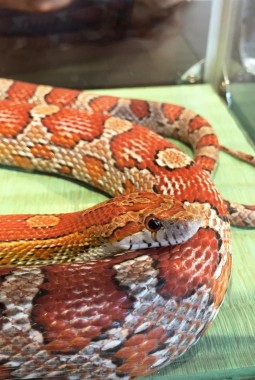 Tokyo's Ethical Animal Cafes | Living | Metropolis Magazine Japan