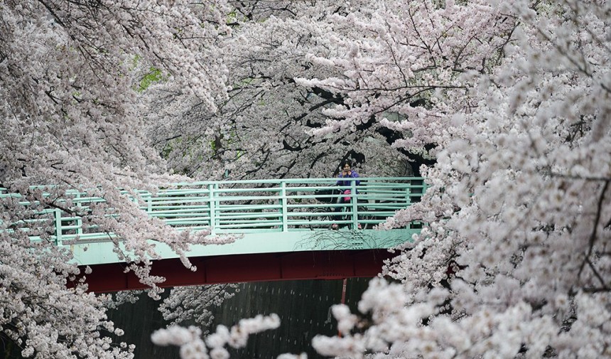 Hanami Hideaway | Living | Metropolis Magazine Japan