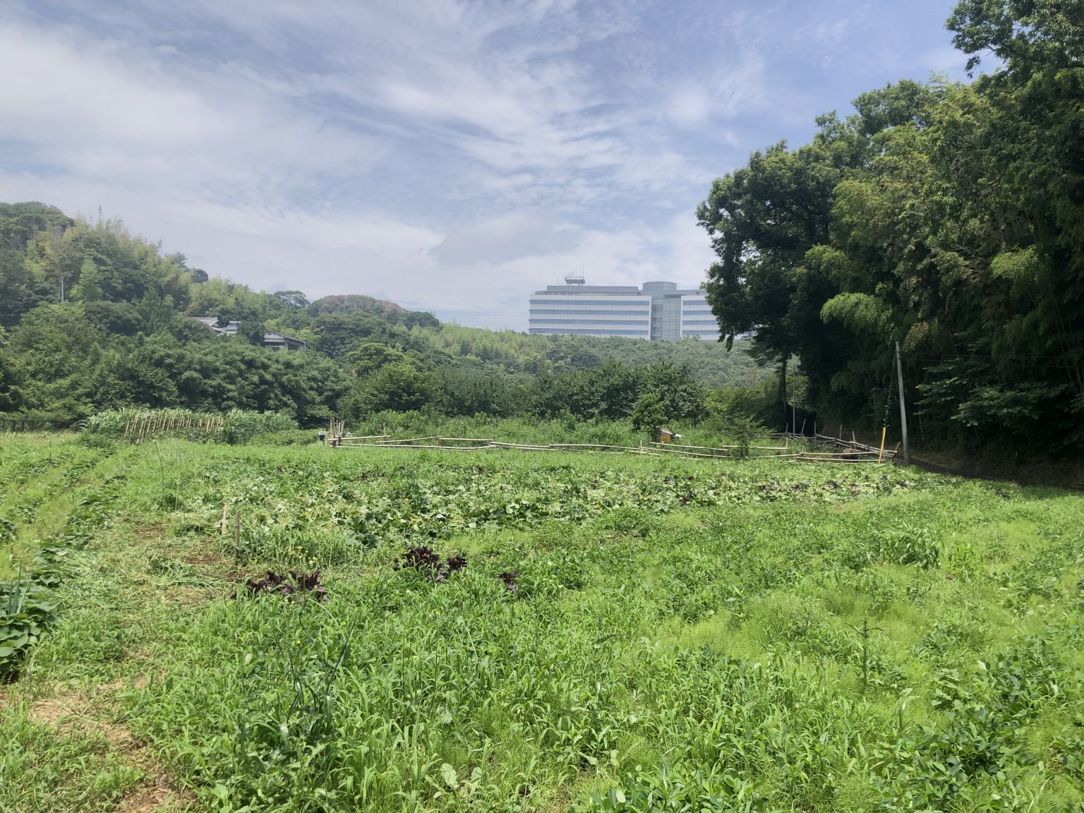 Be an Organic Farmer for the Day | Metropolis Magazine Japan