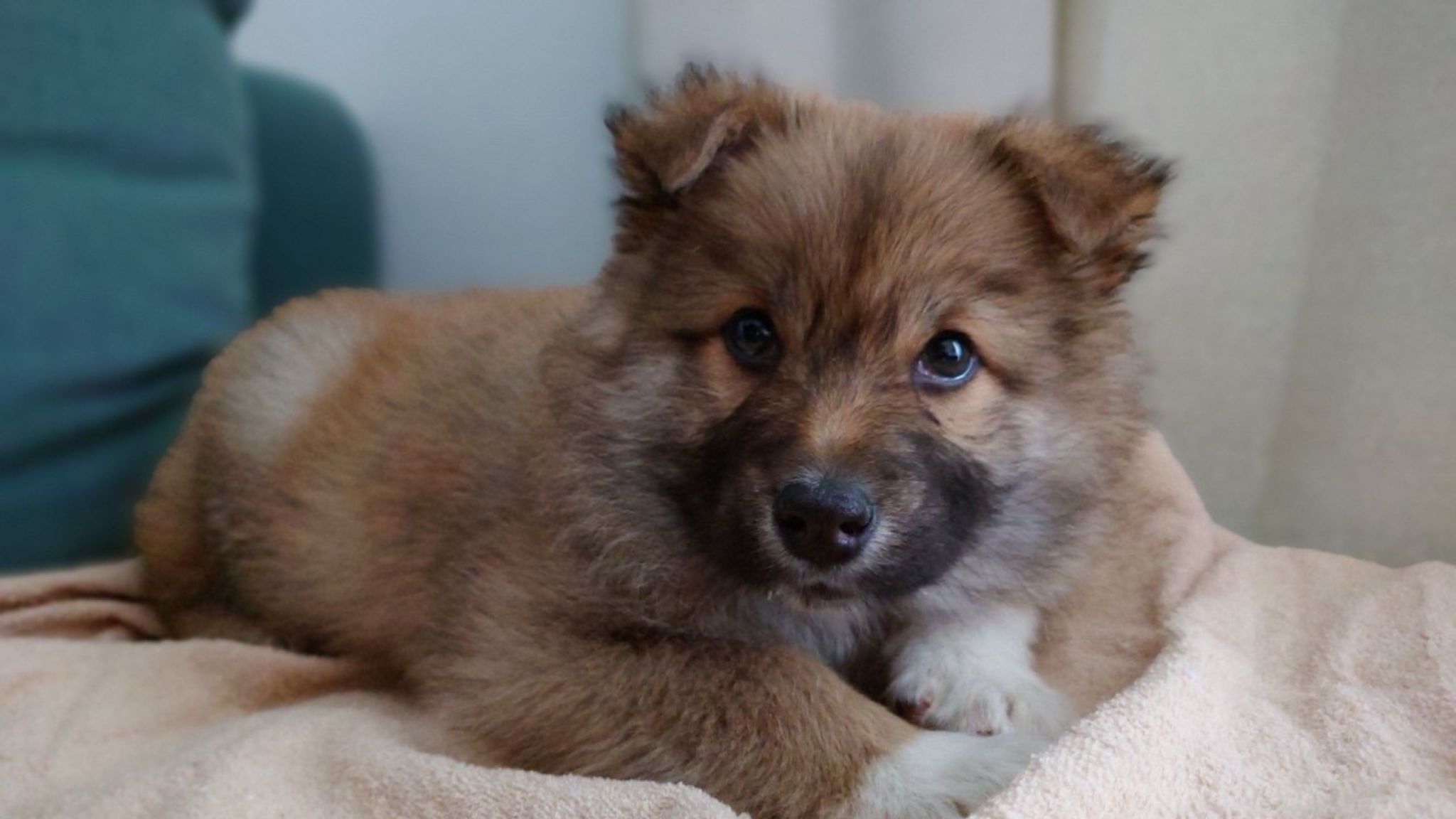 Dog Adoption & Fostering in Tokyo l lMetropolis Japan