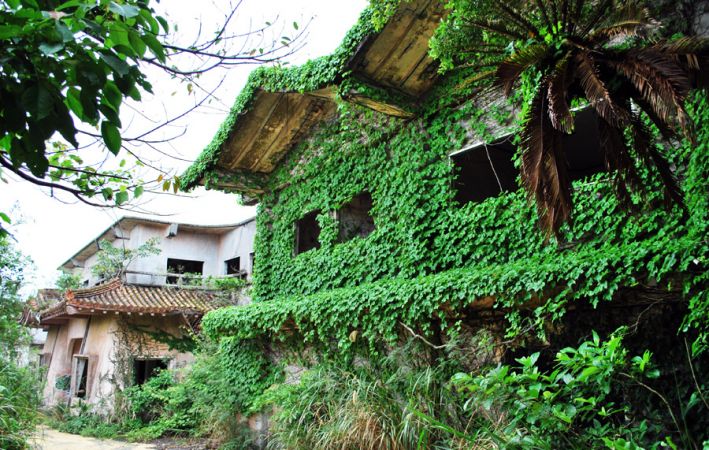 Overgrown Okinawa : The Battle Against Nature | Living | Metropolis Japan