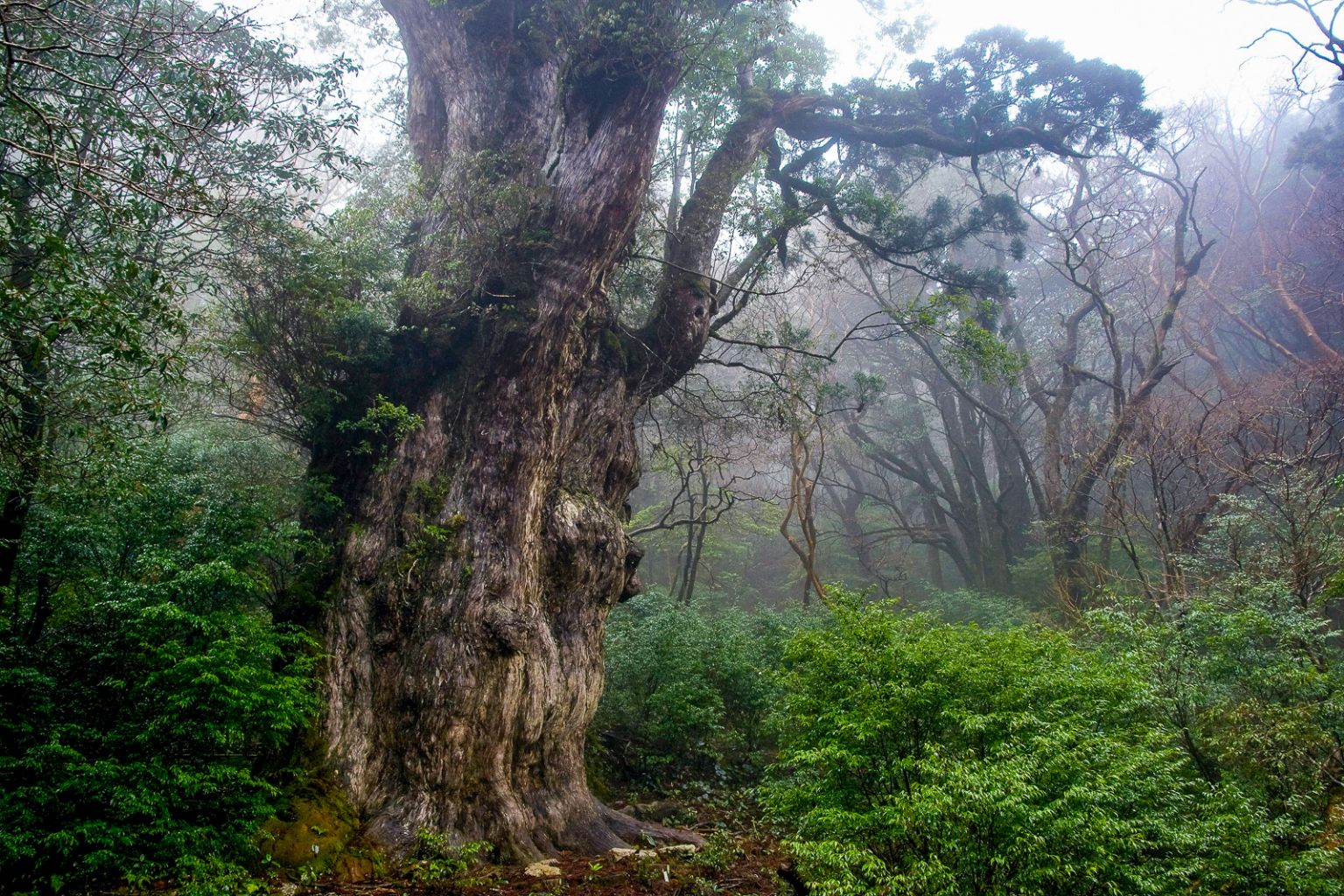 A Guide to Solo Hiking in Japan | Travel | Metropolis Japan