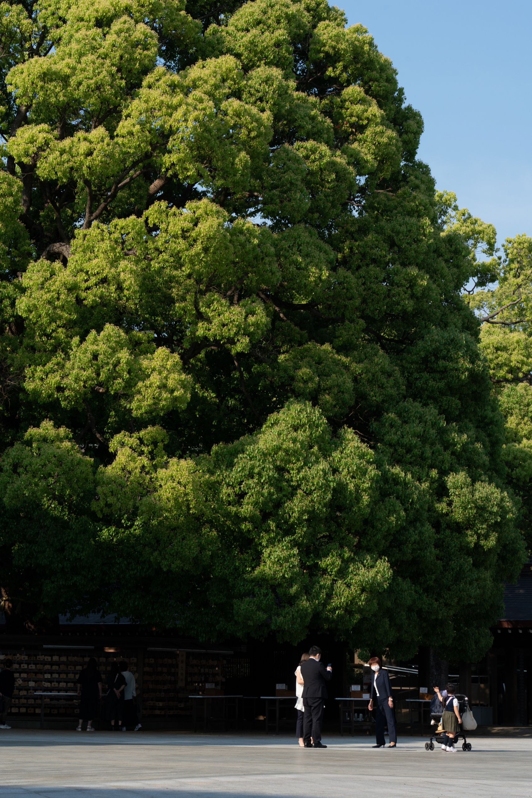 The Beginner's Guide to Forest Bathing | Travel | Metropolis Japan