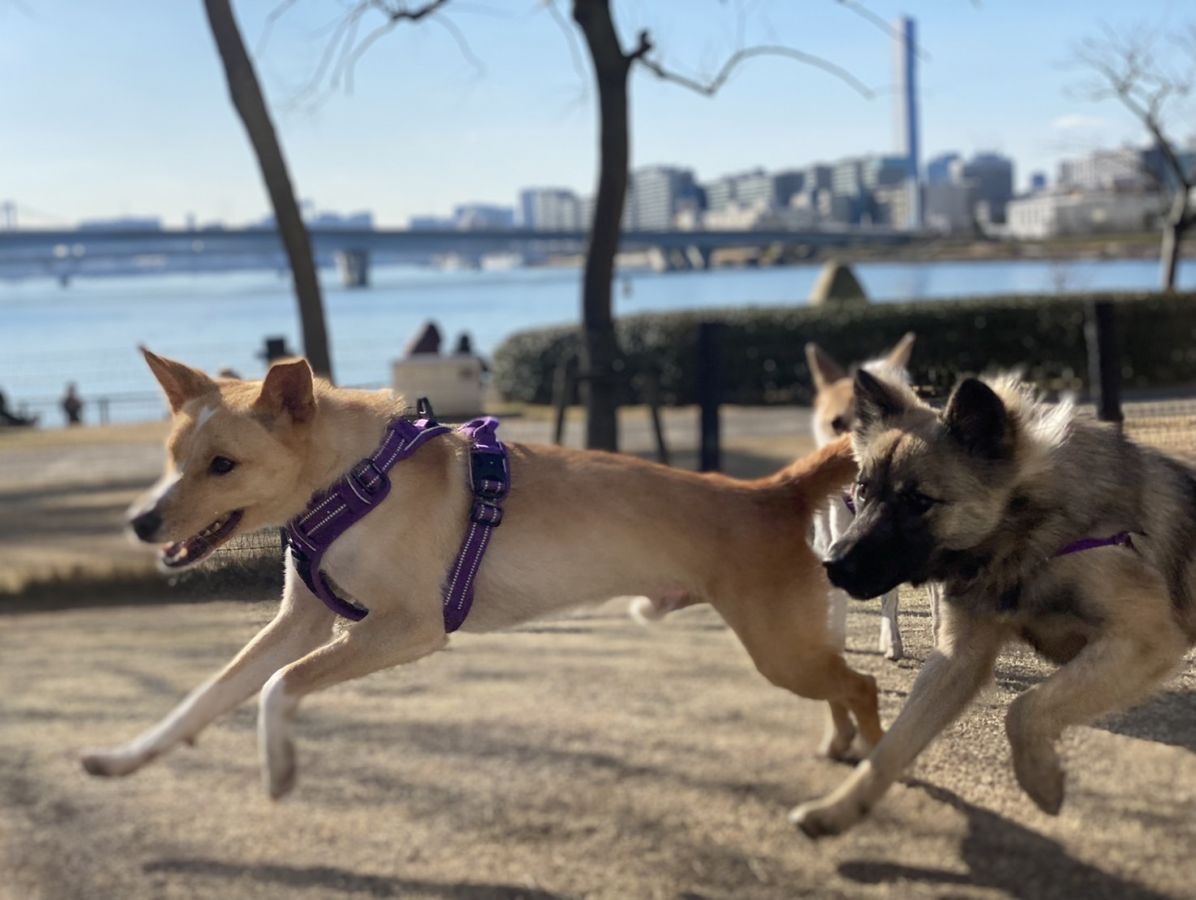 Dog Adoption & Fostering in Tokyo | Living | Metropolis Japan