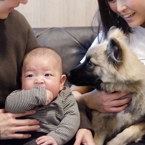 Dog Adoption & Fostering in Tokyo l lMetropolis Japan