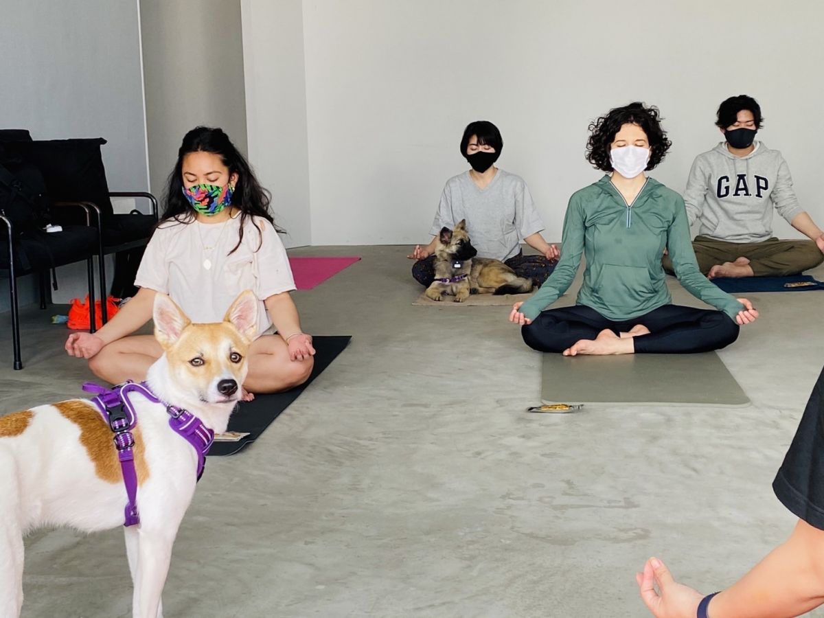 Dog Adoption & Fostering in Tokyo l lMetropolis Japan