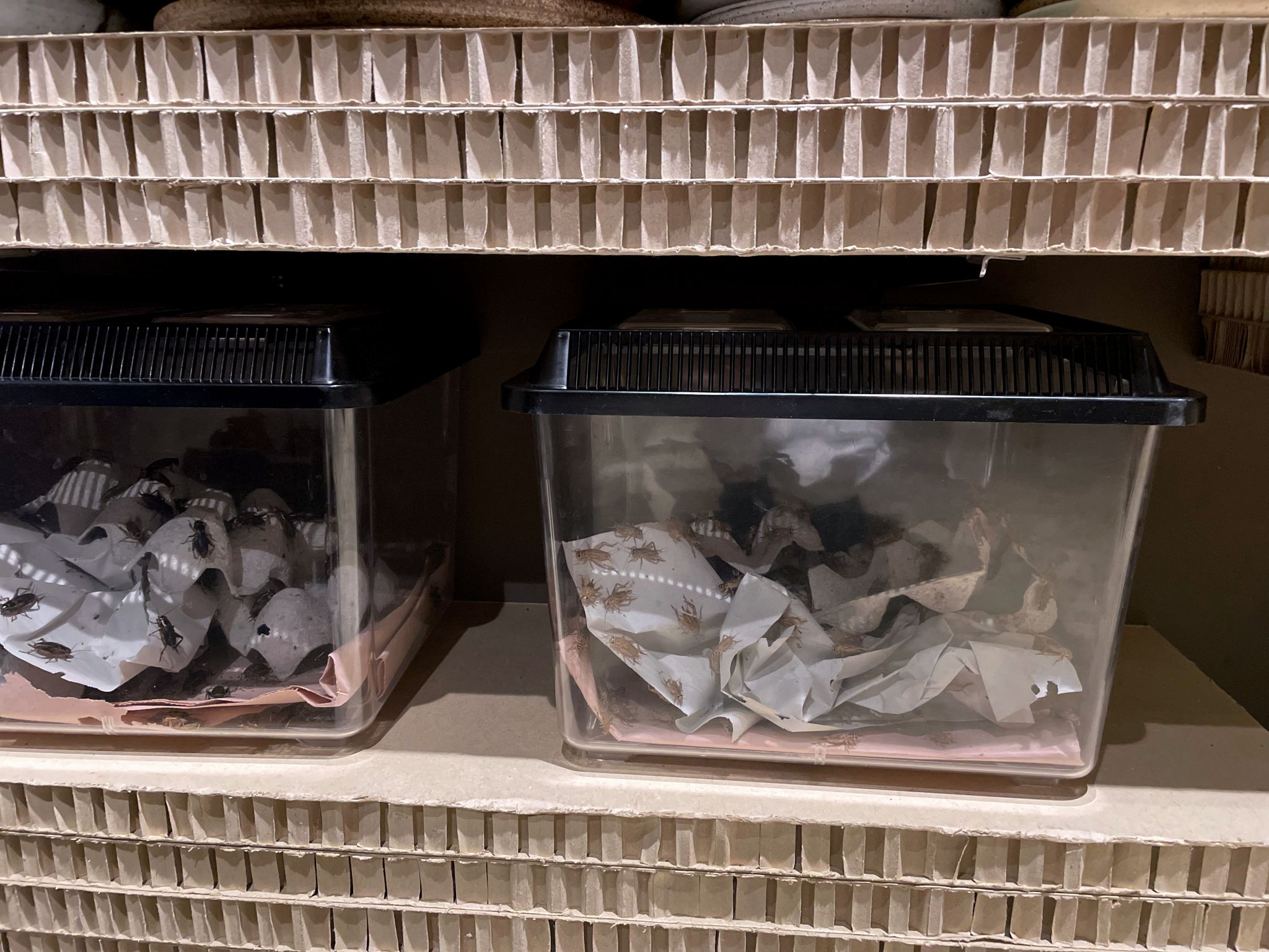 Antcicada’s Cricket Ramen in Tokyo | Dining | Metropolis Japan