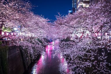 2025 - 2026 Winter in Tokyo Illumination Guide | Living | Metropolis Japan