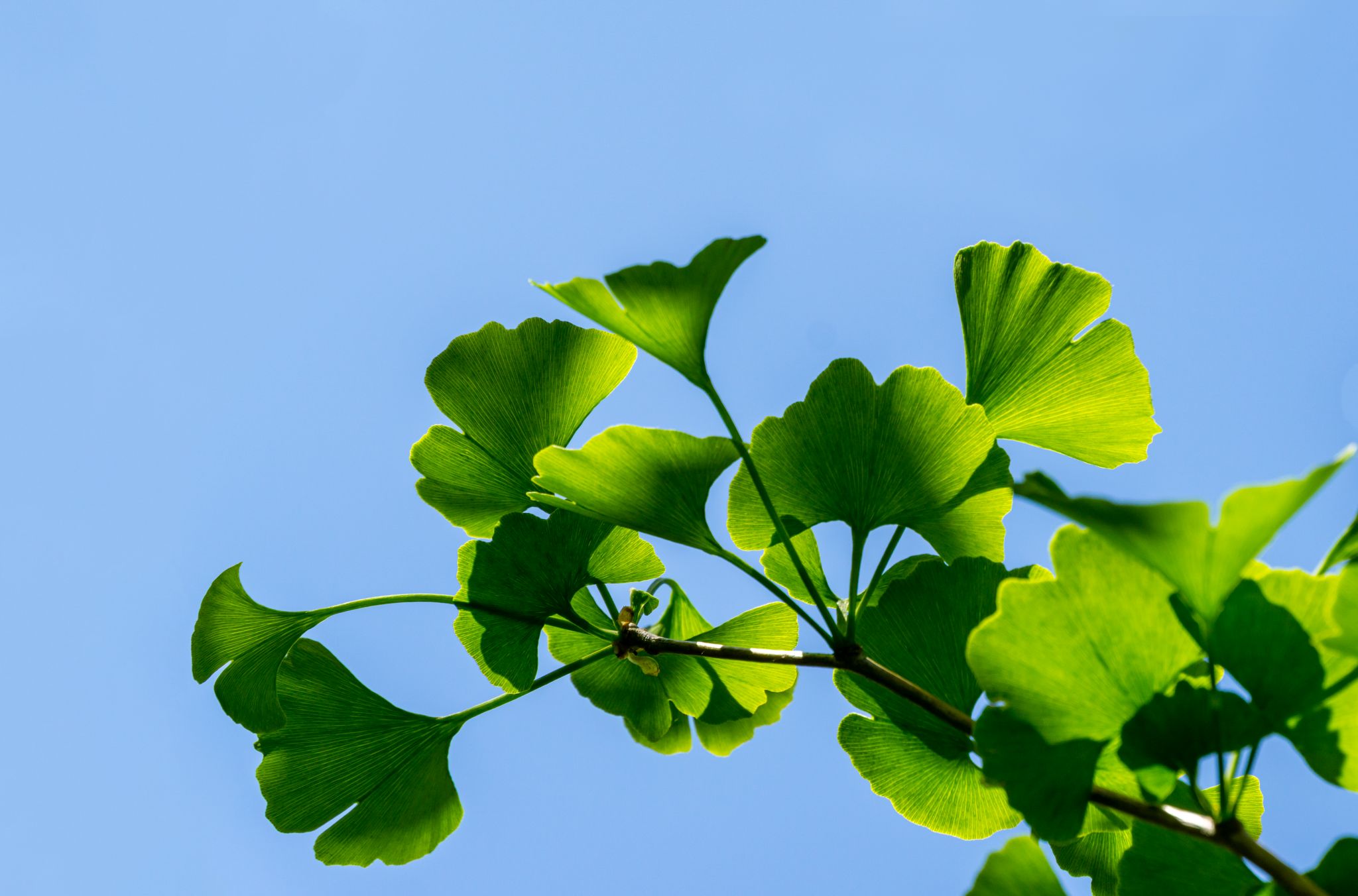 The Trees of Tokyo: A Tour Through the City's Living Legends | Culture