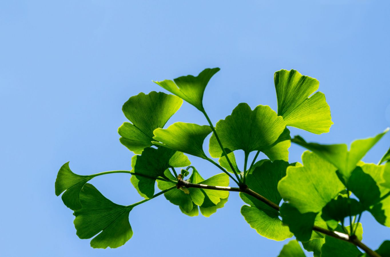 The Trees of Tokyo: A Tour Through the City's Living Legends | Culture