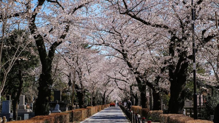 Hello Hanami 2023 | Living | Metropolis Magazine Japan