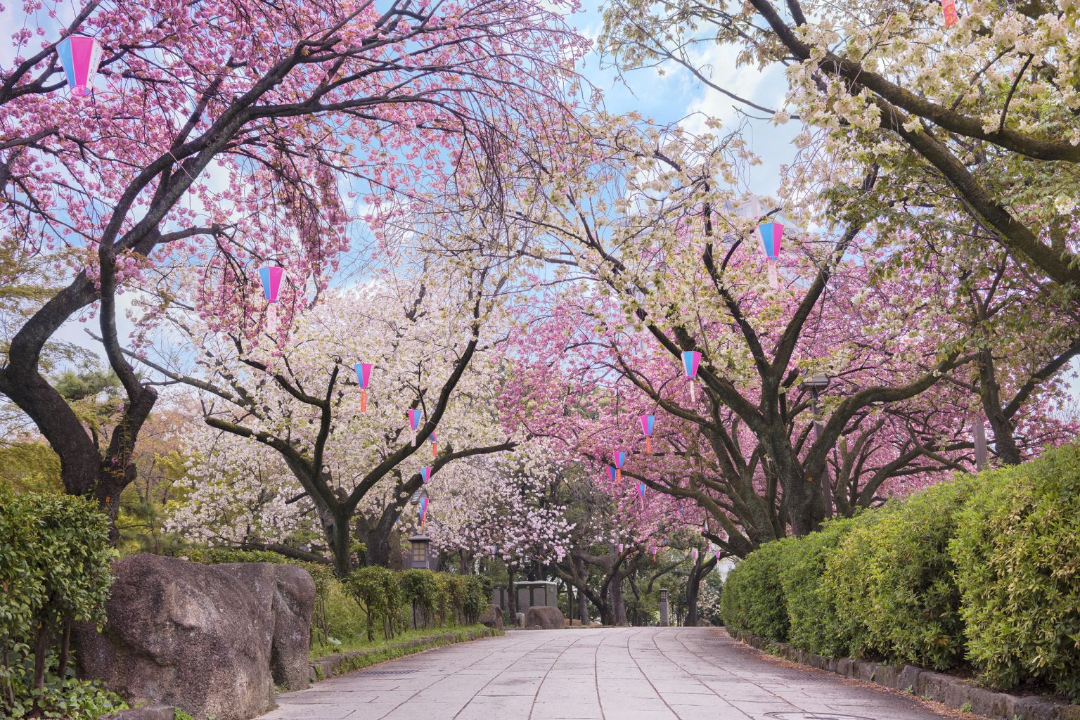 Hello Hanami: Best Spots to View Cherry Blossoms in Tokyo 2025