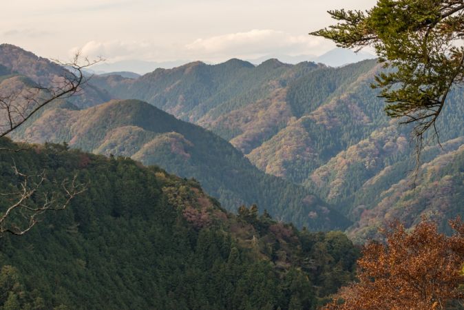 The Trees of Tokyo: A Tour Through the City's Living Legends | Culture