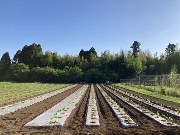 Discovering Mr.LAND | Living | Metropolis Japan