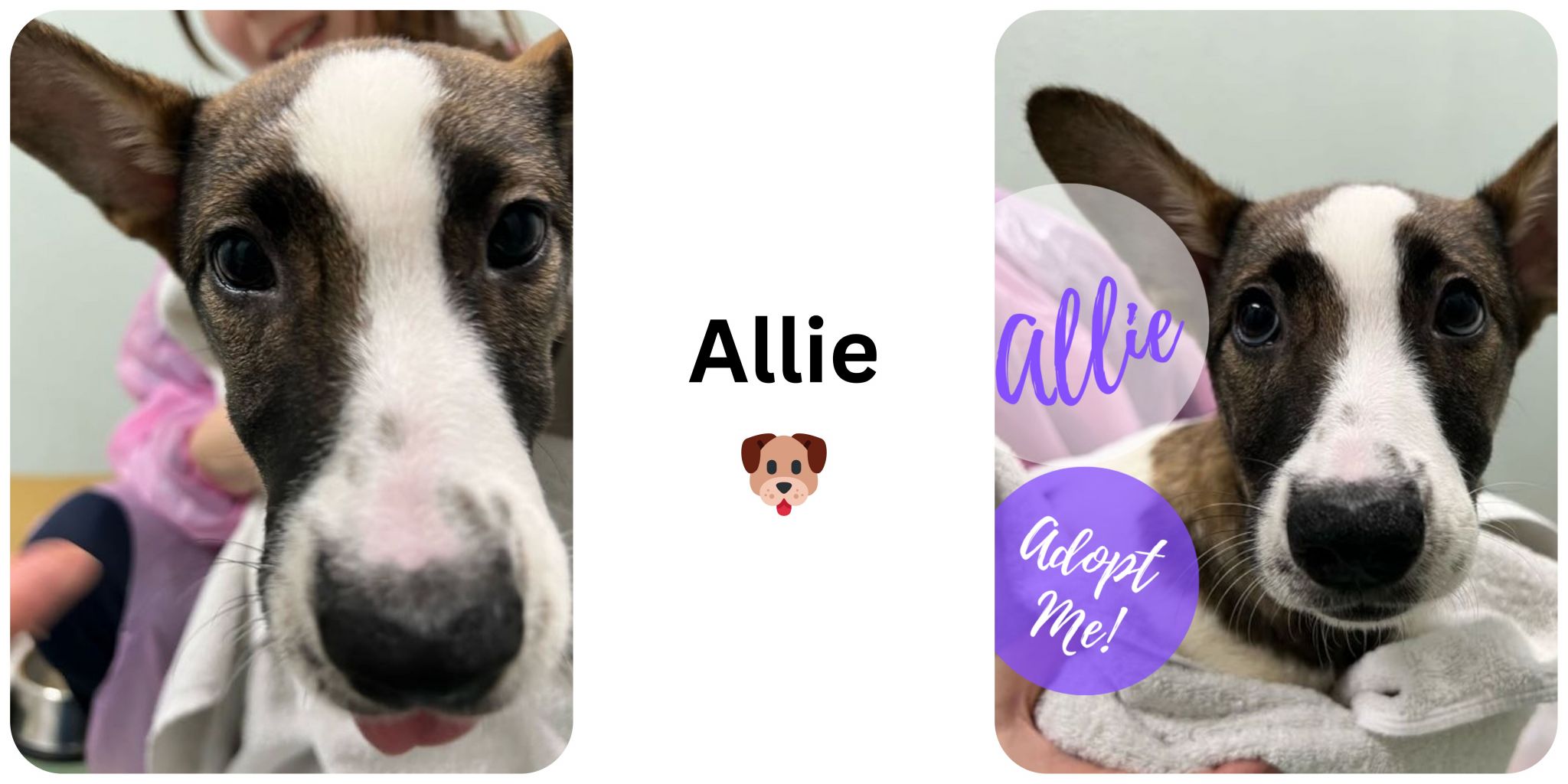 Dog Adoption & Fostering in Tokyo l lMetropolis Japan