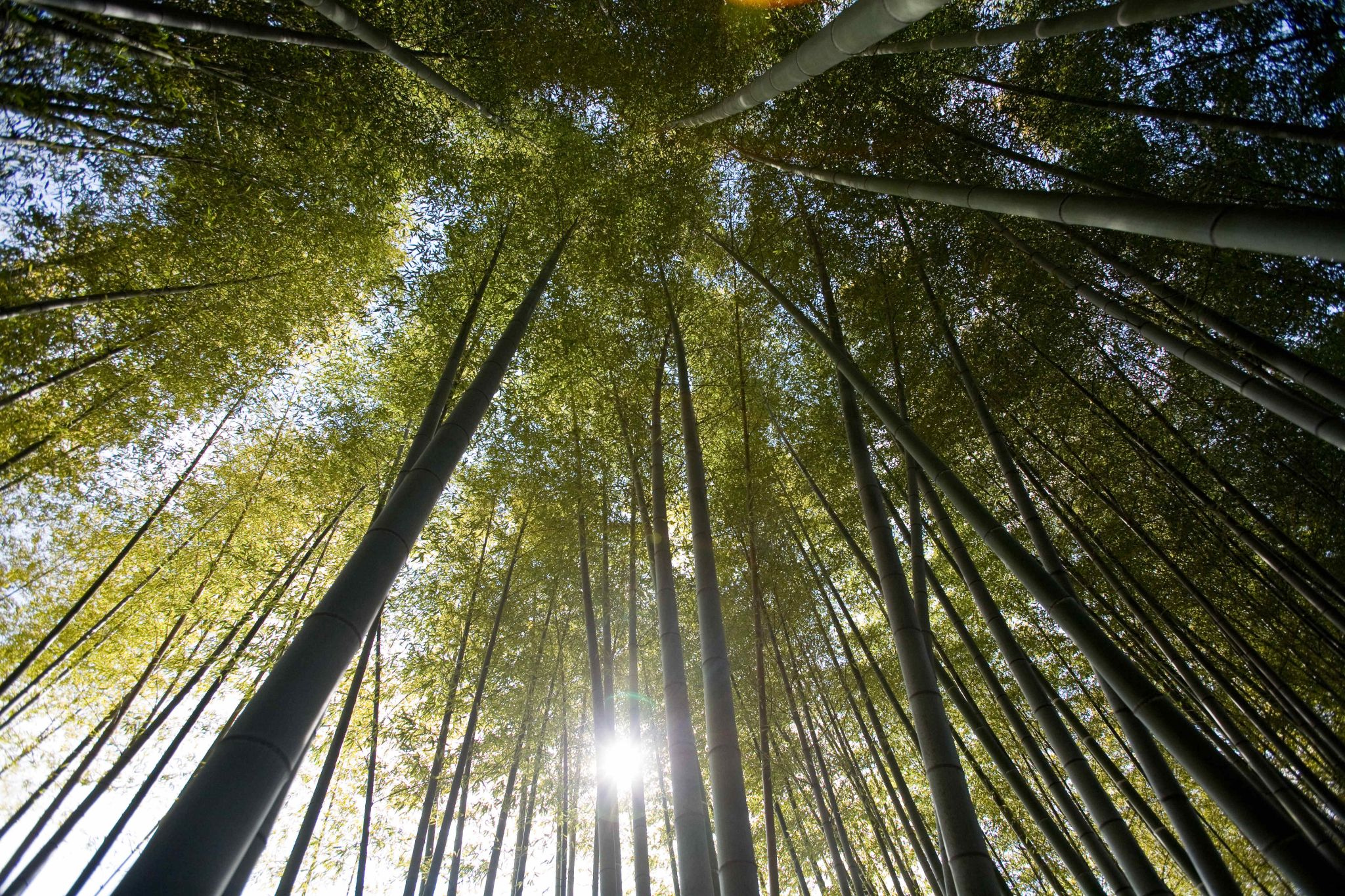 Inside vs. Outside: Japan’s Unwritten Rule of Space | Metropolis Japan