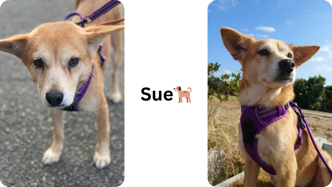 Dog Adoption & Fostering in Tokyo l lMetropolis Japan