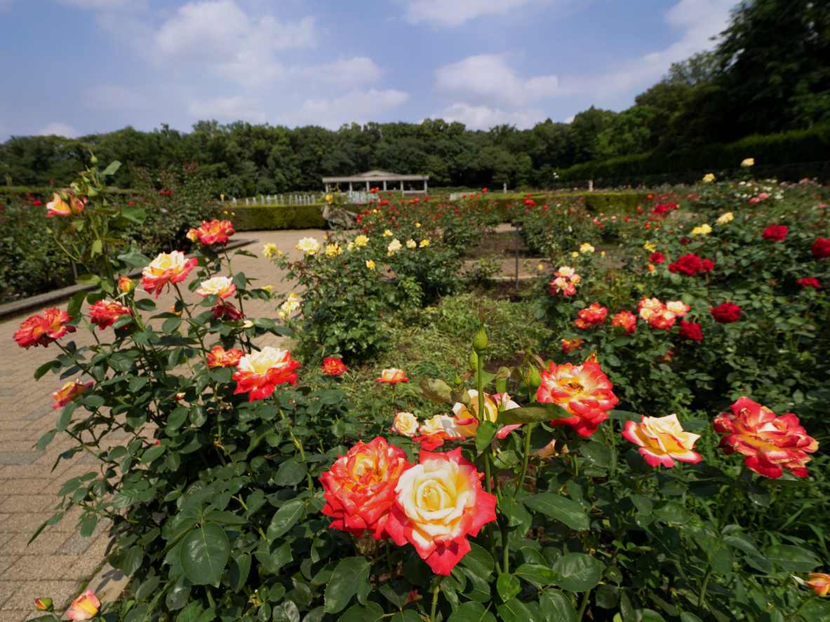 Best Parks for Seasonal Flowers in and Around Tokyo 2026 | Metropolis Japan