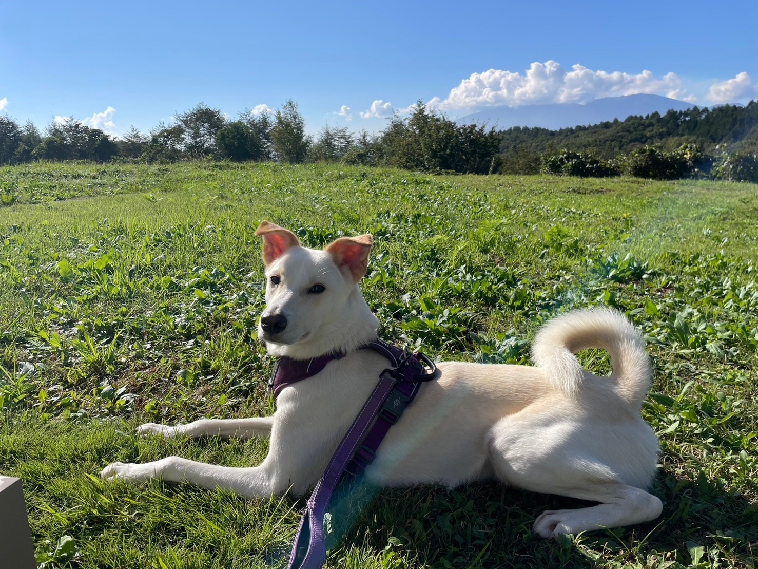 The Healing Power of Doga | Metropolis Japan