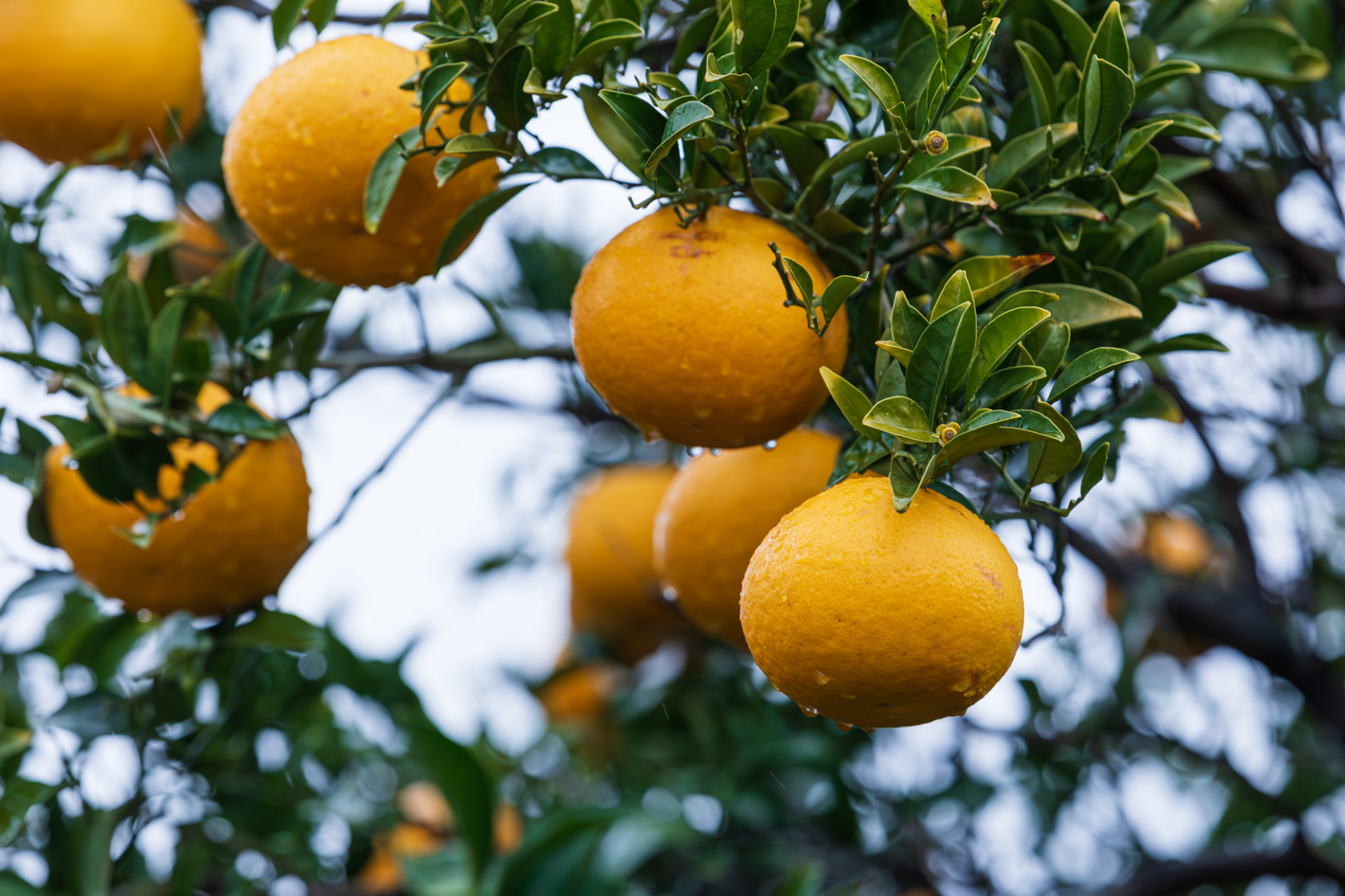 The Best Japanese Citrus Fruits to Eat | Metropolis Japan