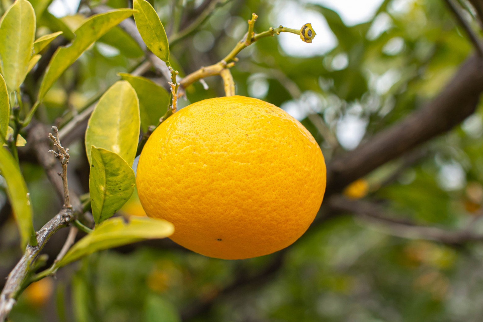 The Best Japanese Citrus Fruits to Eat | Metropolis Japan