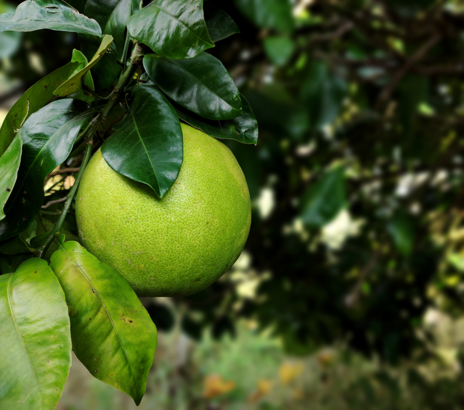 The Best Japanese Citrus Fruits to Eat | Metropolis Japan