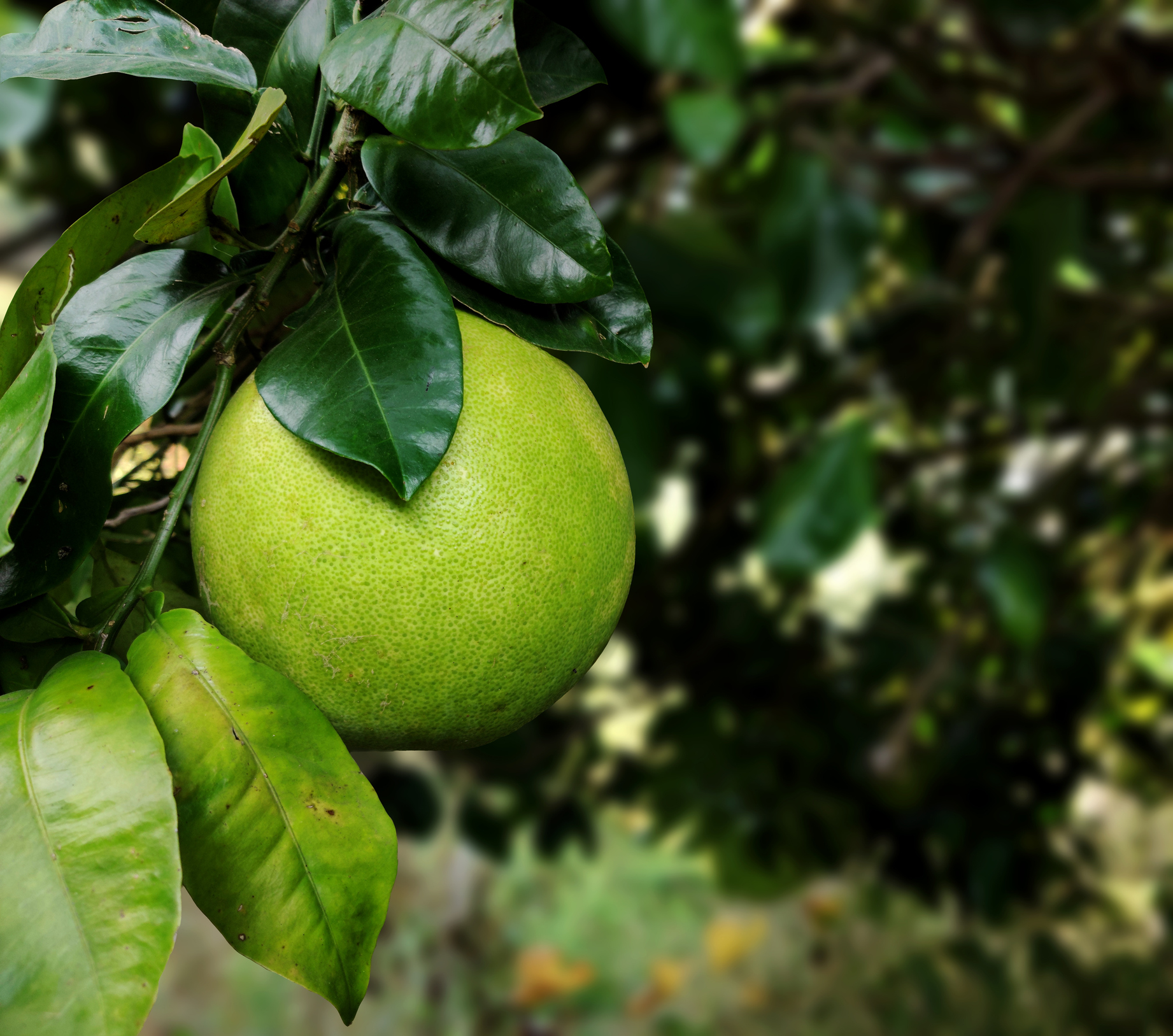 The Best Japanese Citrus Fruits to Eat | Metropolis Japan