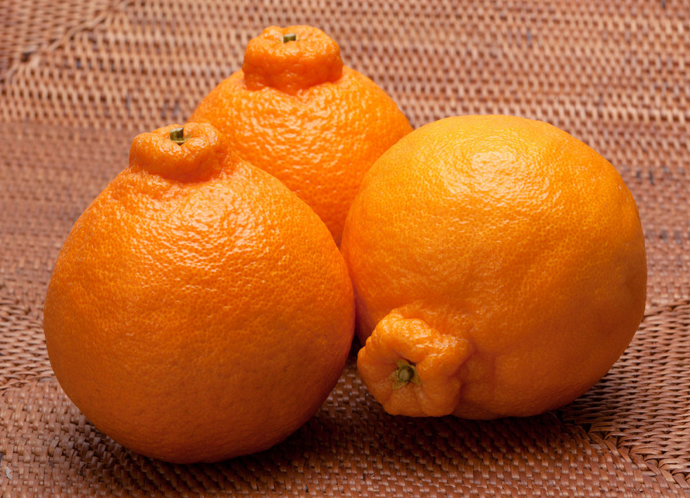 The Best Japanese Citrus Fruits to Eat | Metropolis Japan