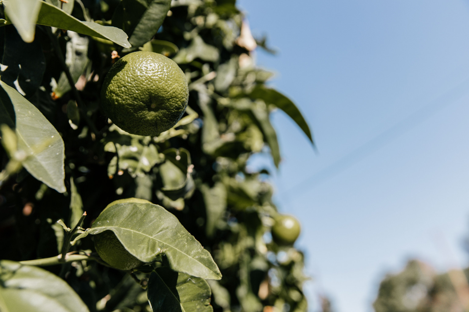 The Best Japanese Citrus Fruits to Eat | Metropolis Japan