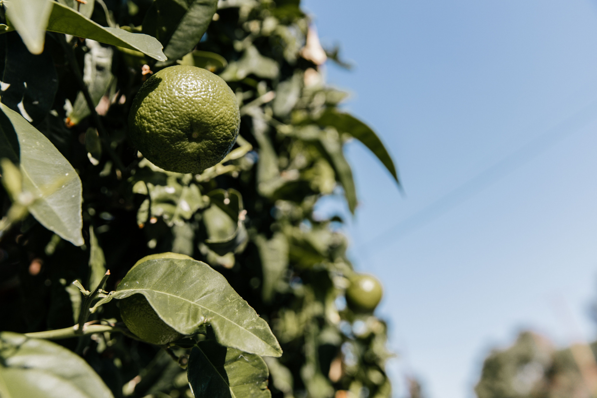 The Best Japanese Citrus Fruits to Eat | Metropolis Japan