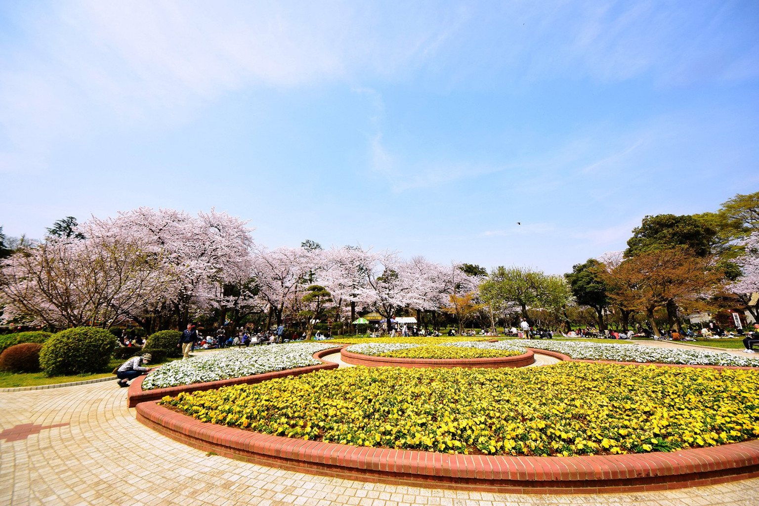 Hello Hanami: Best Spots to View Cherry Blossoms in Tokyo 2025