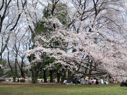 Hello Hanami: Best Spots to View Cherry Blossoms in Tokyo 2025