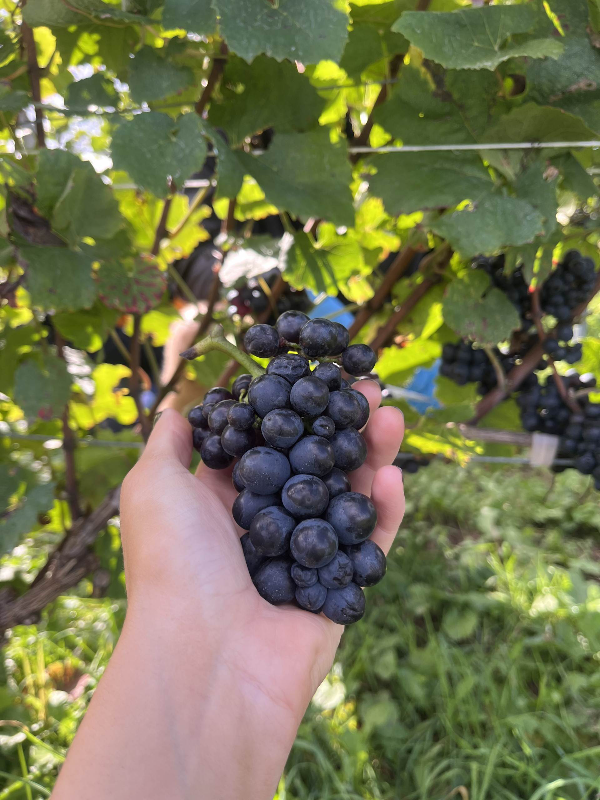 Japanese Wine: Chasing the Phantom Wine in Hokkaido | Metropolis Japan