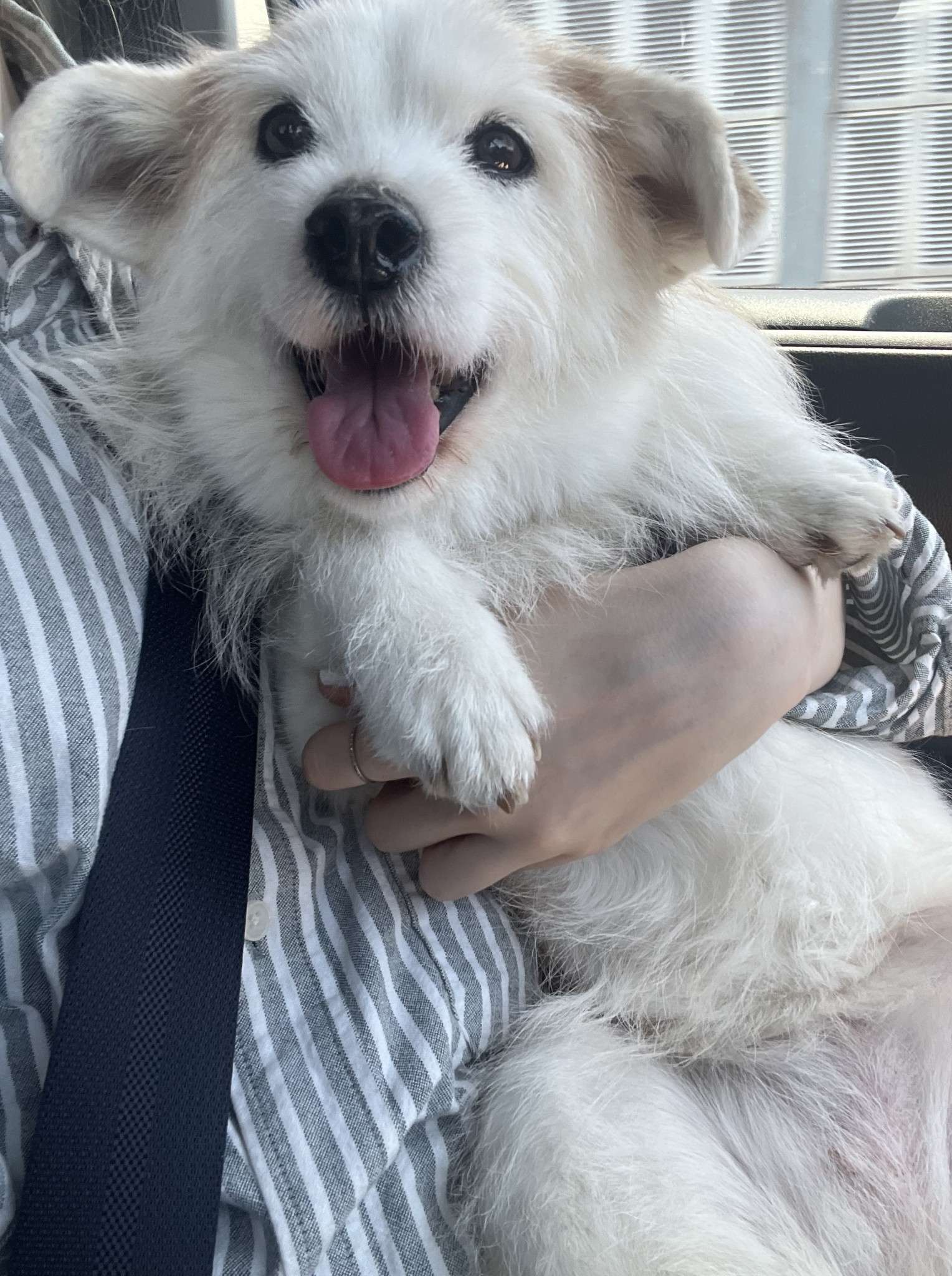 Dog Adoption & Fostering in Tokyo l lMetropolis Japan