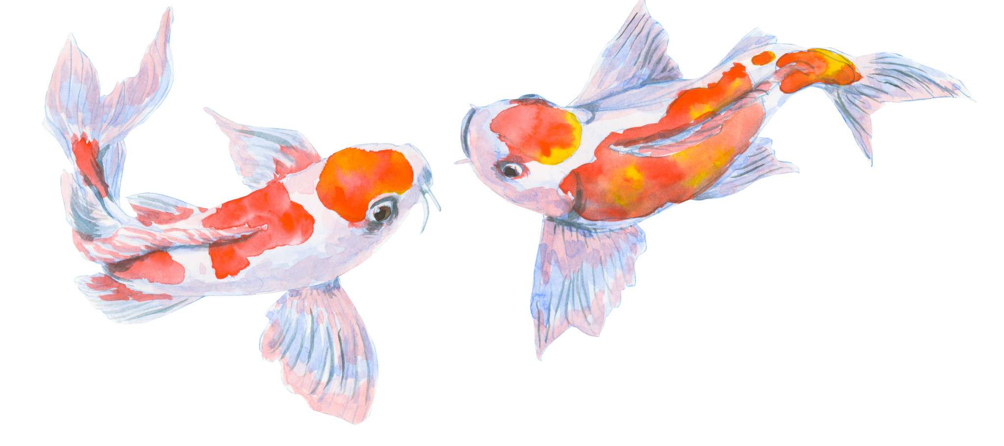 The Ultimate Koi Appreciation Guide | Metropolis Japan