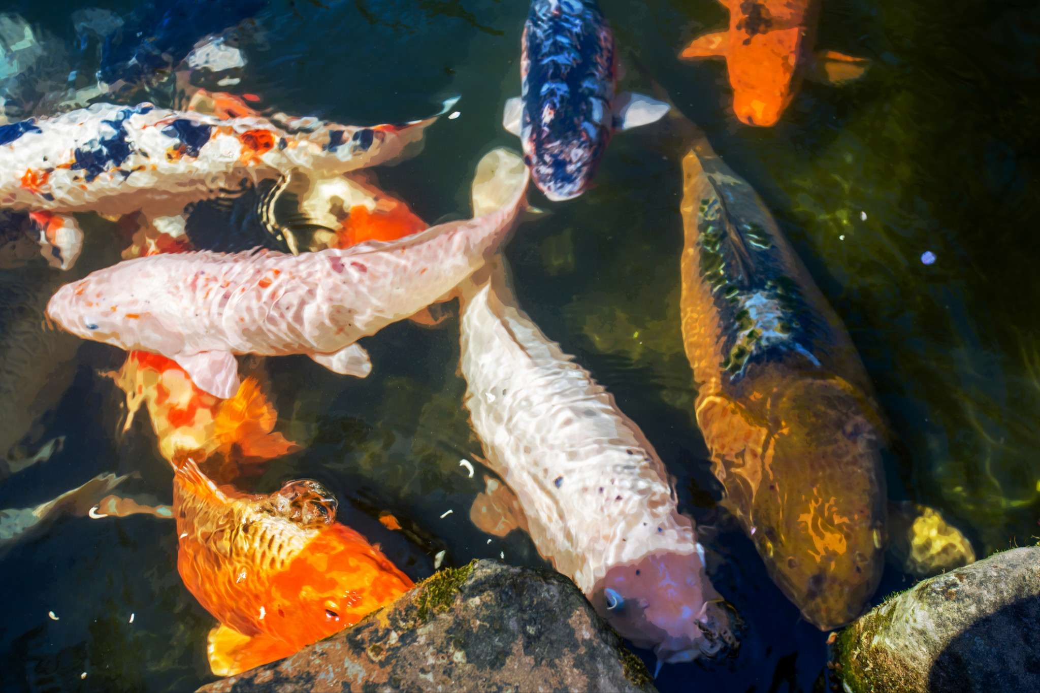 The Ultimate Koi Appreciation Guide Metropolis Japan