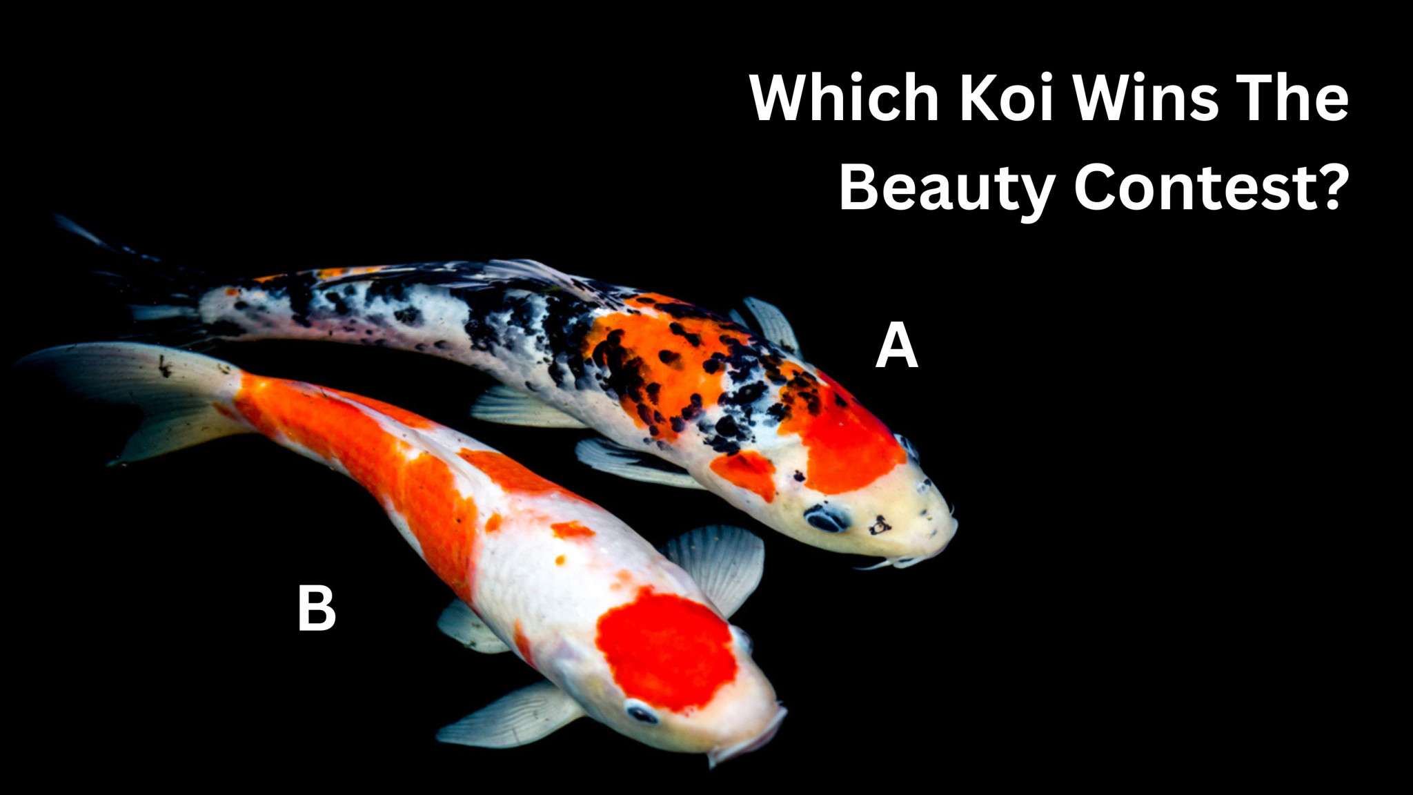 The Ultimate Koi Appreciation Guide Metropolis Japan