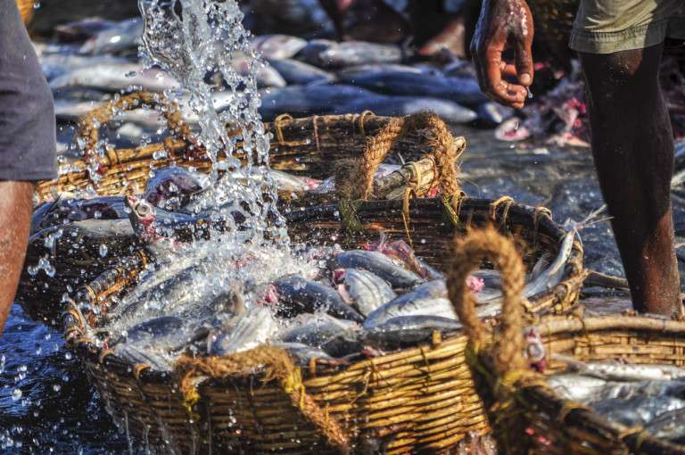 Why Do Japanese People Think Fish Don’t Have Feelings? | Metropolis Japan