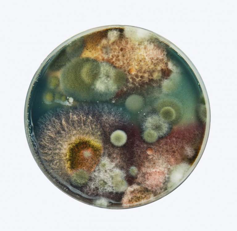 What Slime Mold Revealed About Tokyo’s Railway System | Metropolis Japan