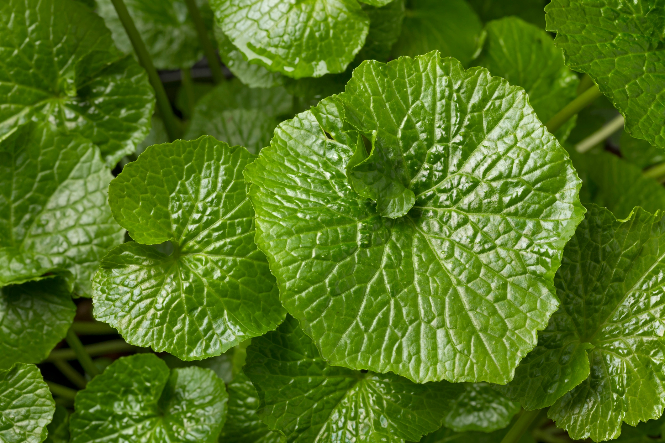 Foraging Wild Wasabi in Japan’s Mountain Streams | Metropolis Japan