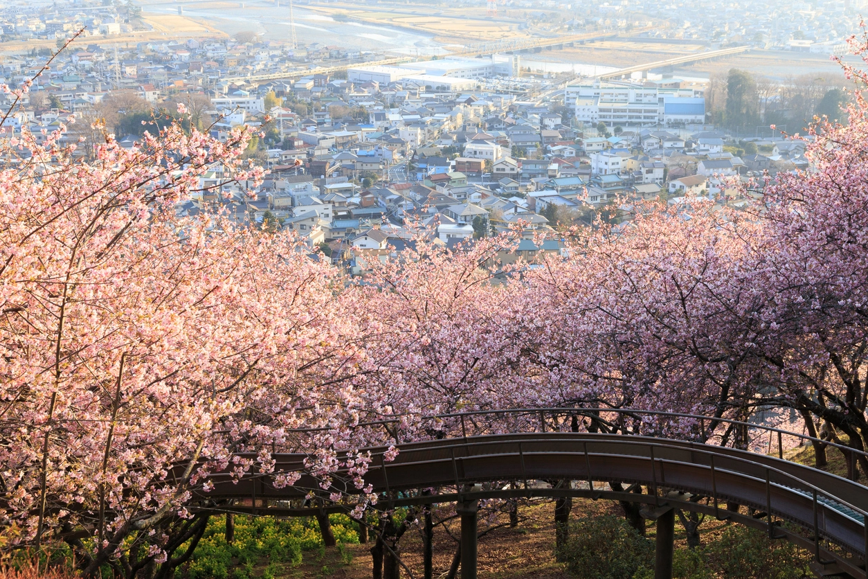 Matsuda Wintersweet Festival | Metropolis Japan