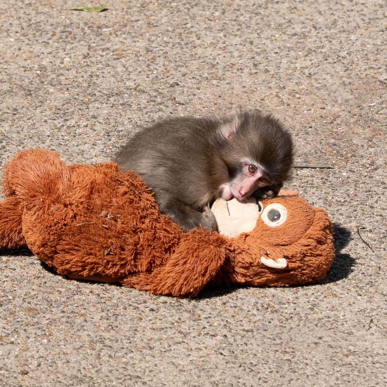 Visiting Punch the Monkey's Hometown: Ichikawa | Metropolis Japan