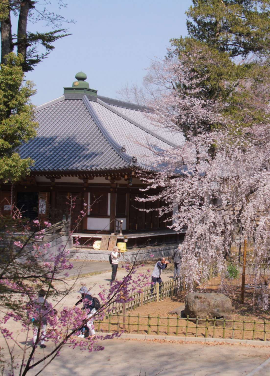 Visiting Punch the Monkey's Hometown: Ichikawa | Metropolis Japan