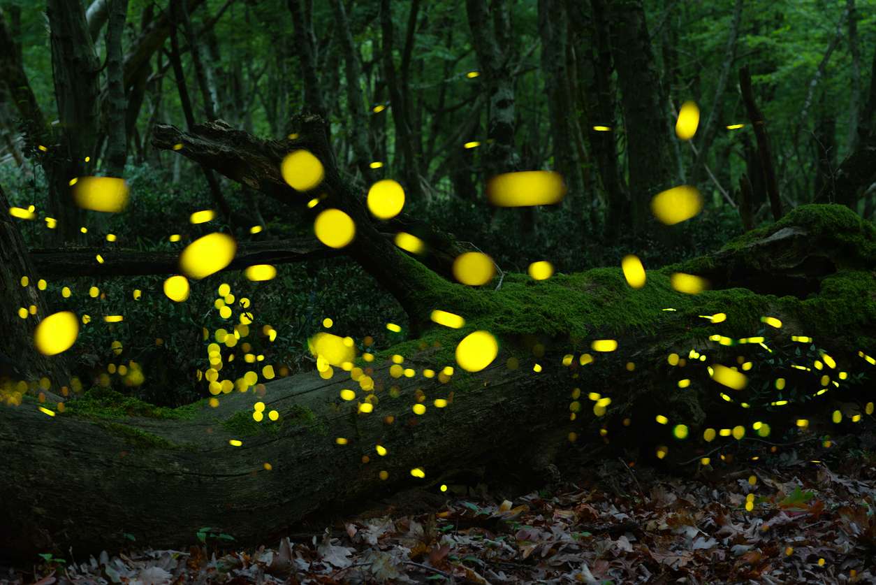 Kugayama Firefly Festival 2026 | Metropolis Japan